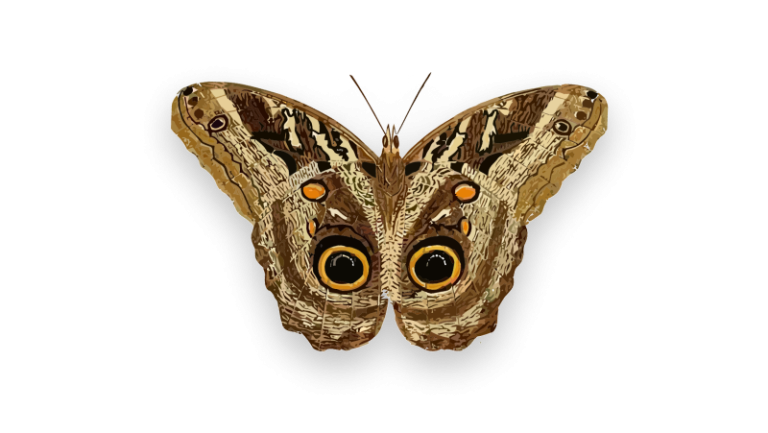 How Do Moths Reproduce? | Pests Exterminators