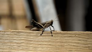Why Do Crickets Chirp? Learning Communication and Behavior