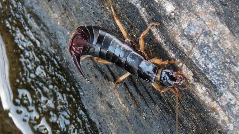 What Are Earwigs? Identification, Benefits, and Control Tips