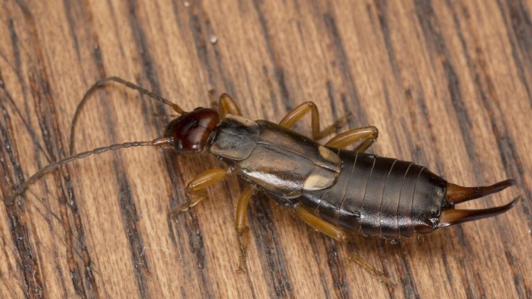 What Do Earwigs Do? Facts about earwigs