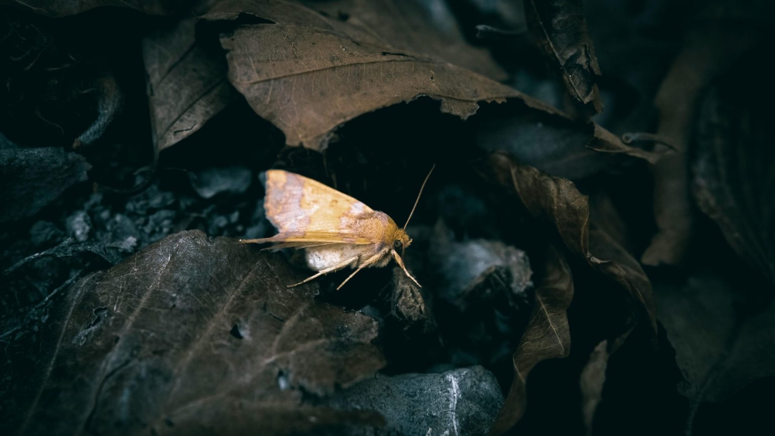 Why Do I Have Small Moths in My House?