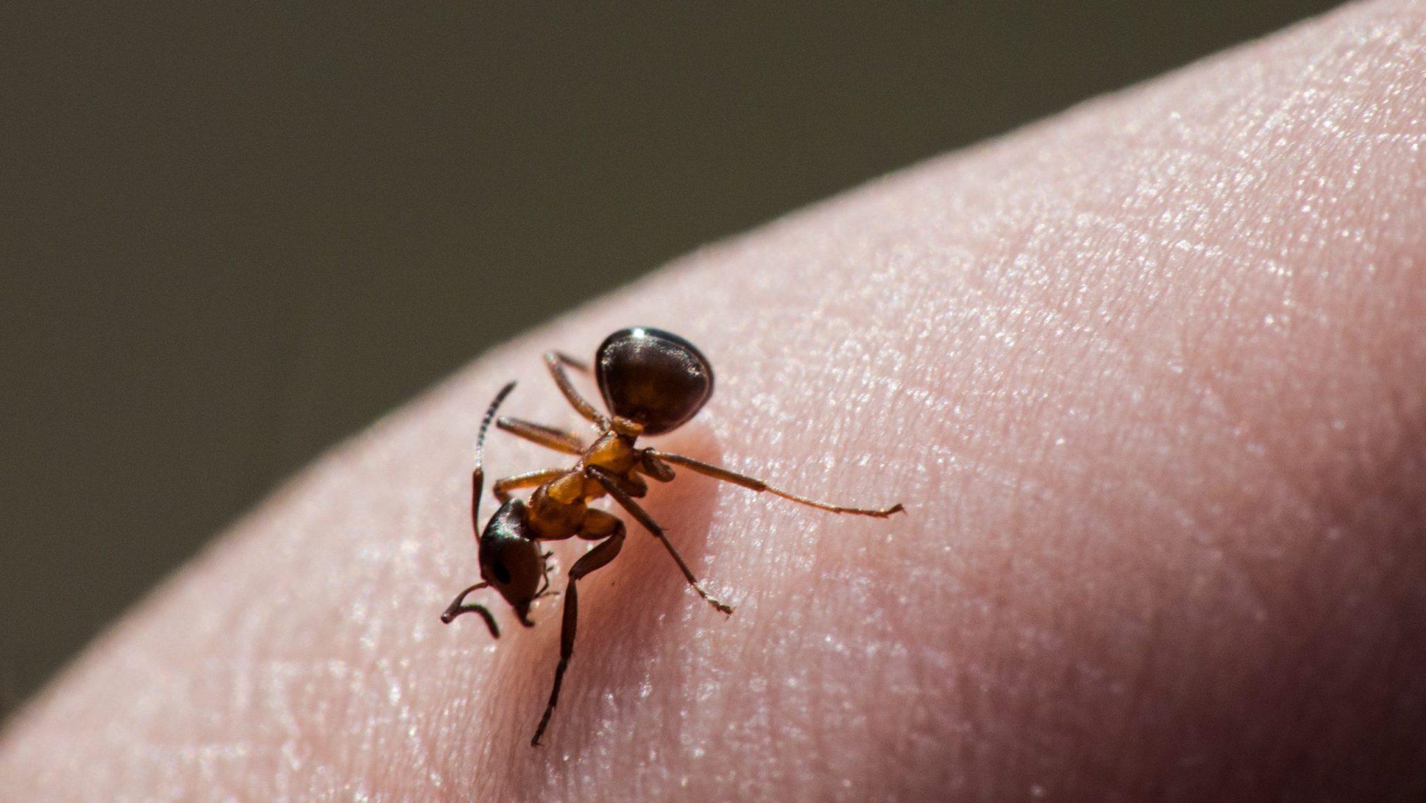 Why Do Ants Bite? Understanding Ant Aggression and Prevention