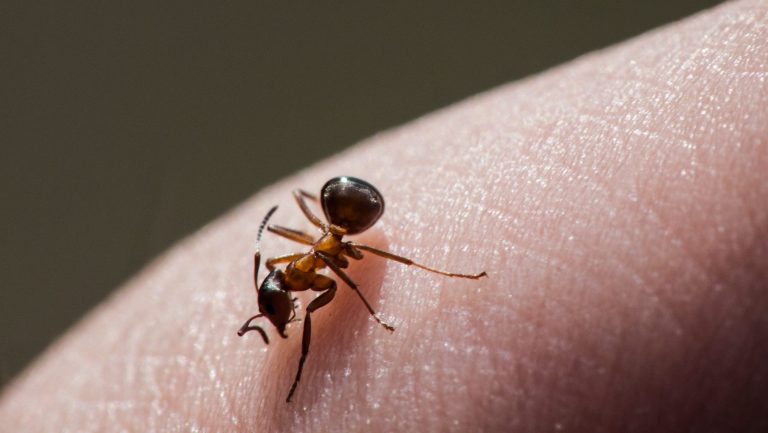 What Eats Ants? Natural Predators and Eco-Friendly Control Tips