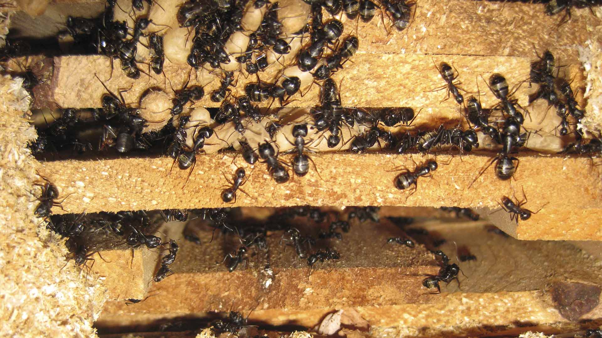 How Do Ants Communicate with each other