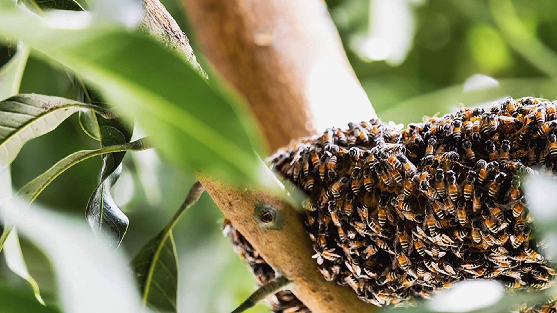 Bumble Bee Removal & Control Service | Pests Exterminator