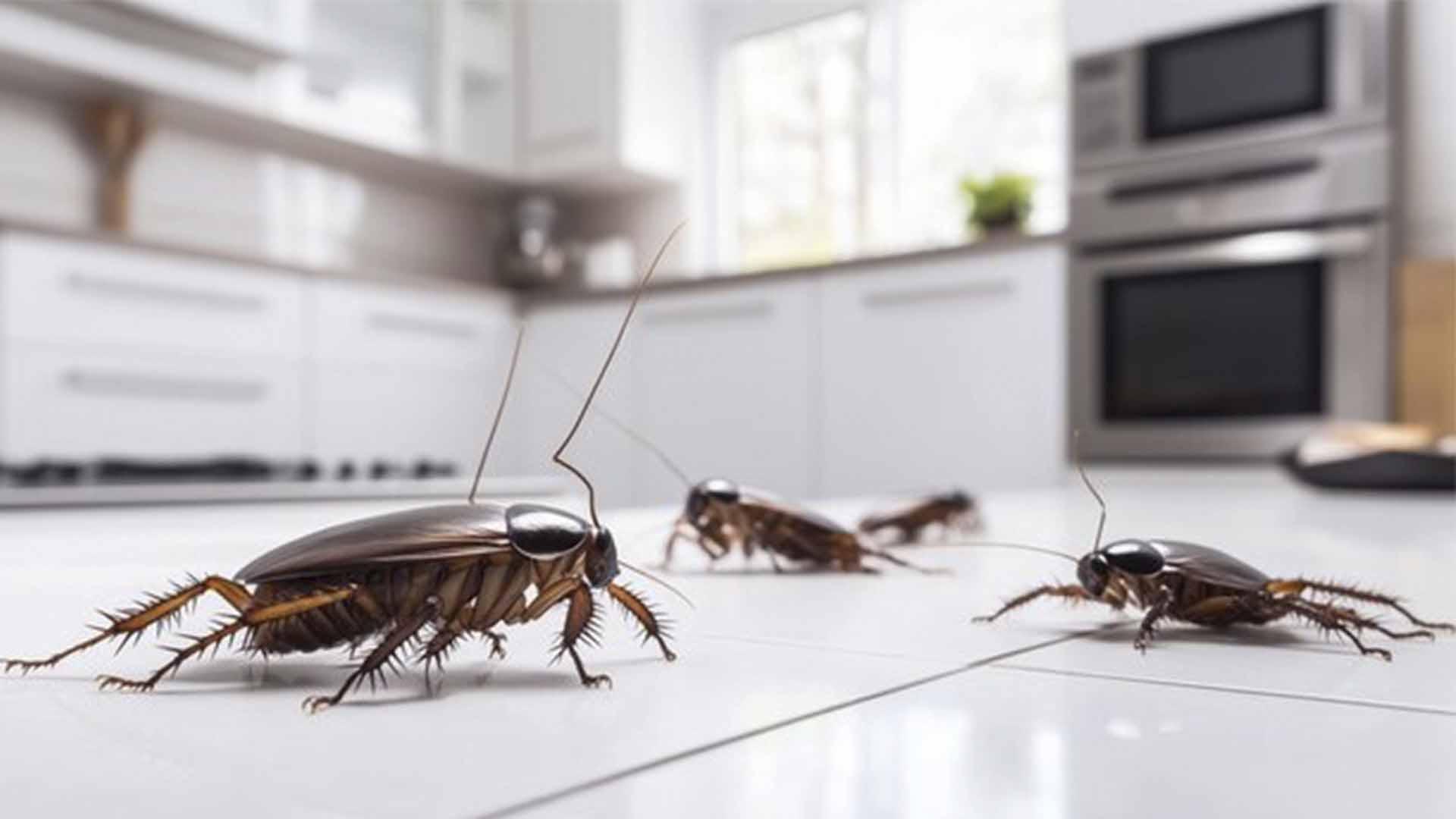 Cockroach Pest Control & Extermination Services