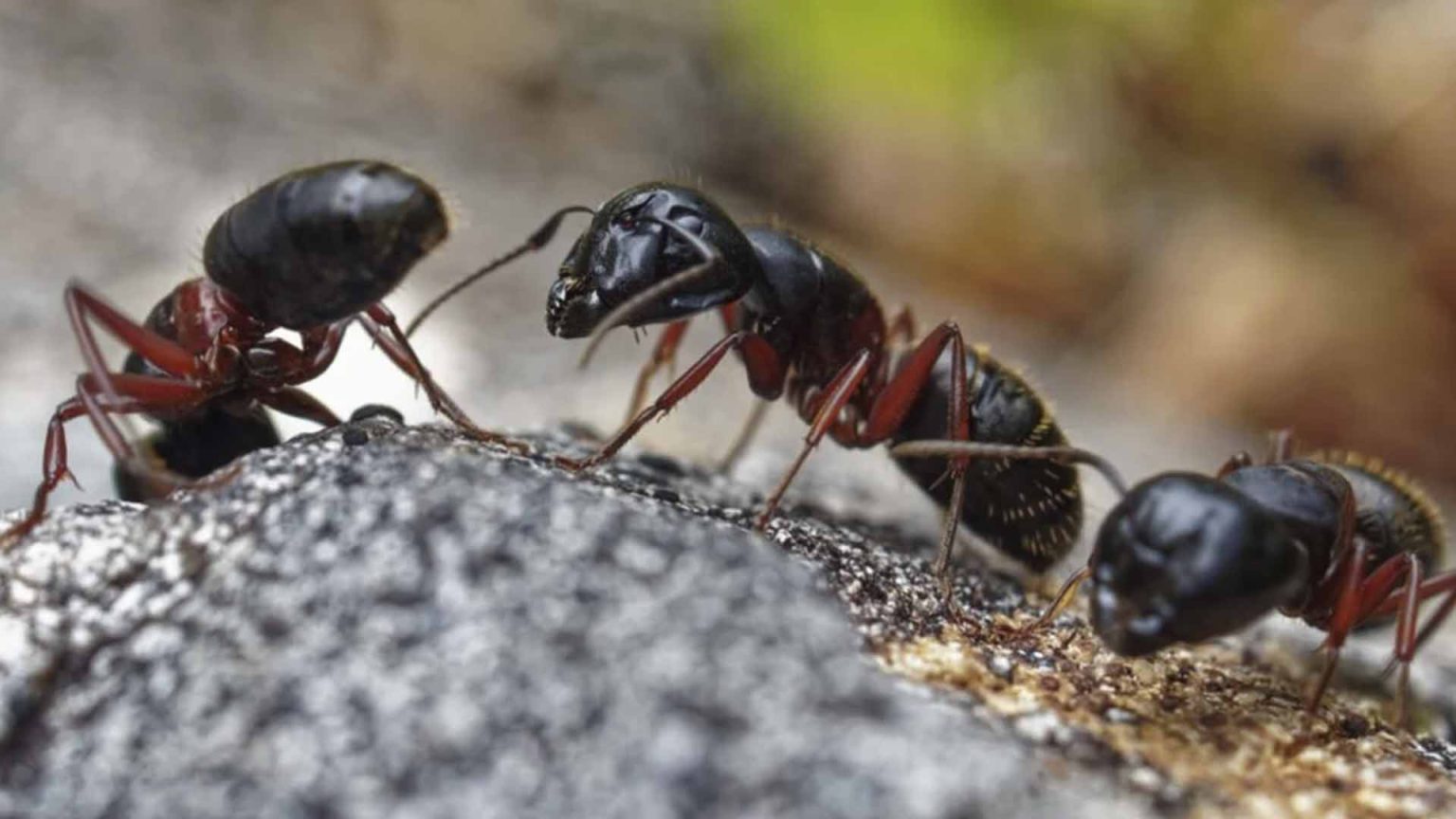 Why Do Ants Fight Each Other? Ant Battles & Colonies