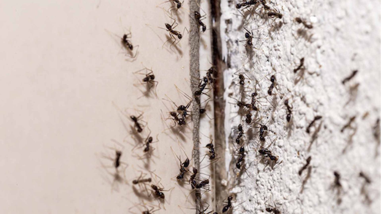 How Do Ants Communicate with each other