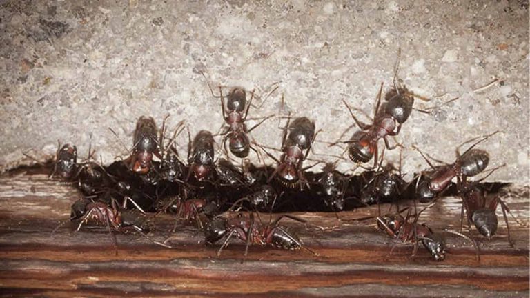 How Do Ants Communicate with each other