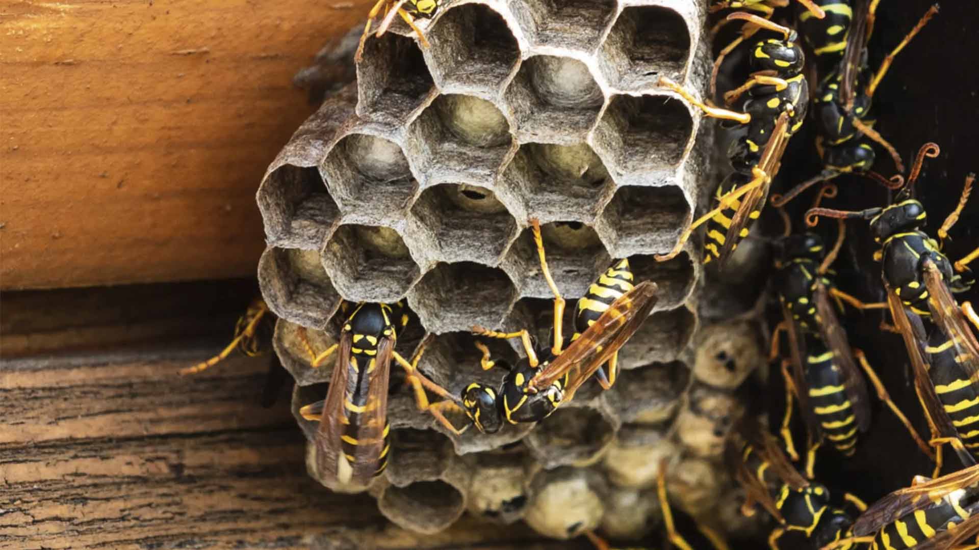 Carpenter Bee Removal & Control Service | Pests Exterminators