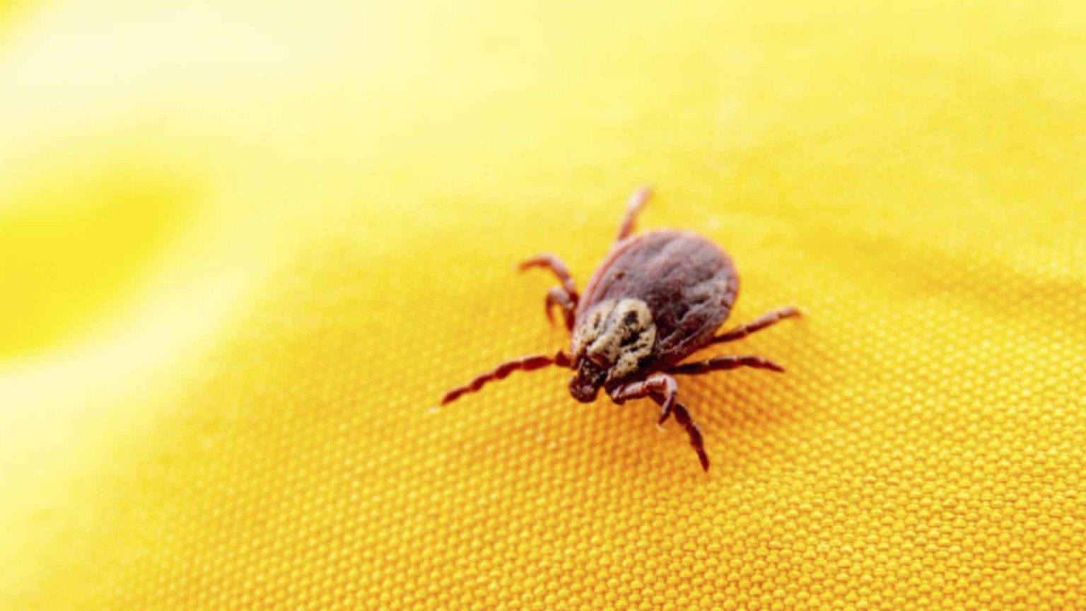 What Do Ticks Look Like? Identification Tips - Affordable Pest Control ...