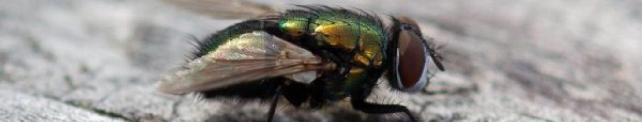 How to Identify Flies: Types, Appearance, and Prevention Tips