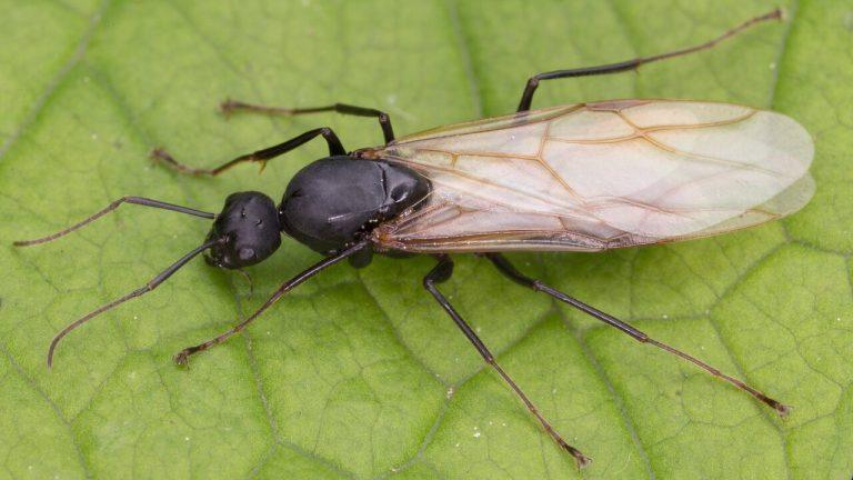 Why Do Flying Ants Appear? Behavior, Causes & Prevention Tips