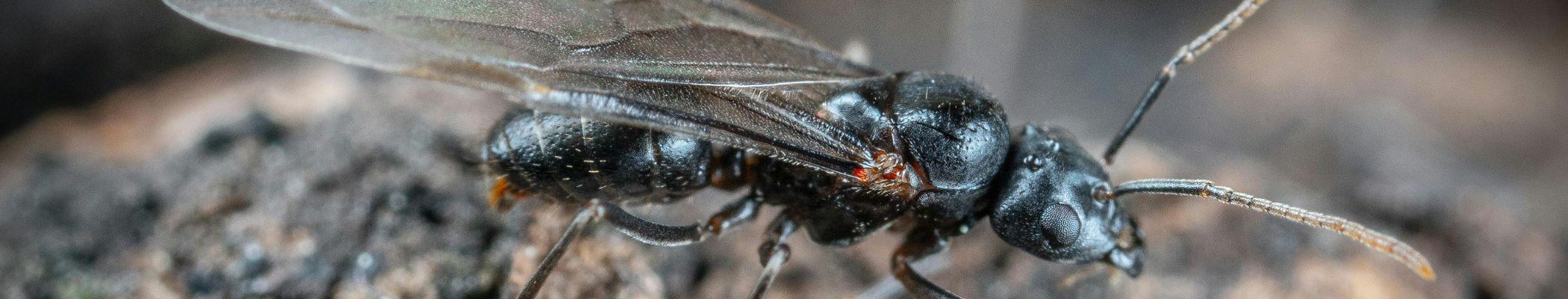 Why Do Flying Ants Appear? Behavior, Causes & Prevention Tips Why Do Flying Ants Appear? Behavior, Causes & Prevention Tips