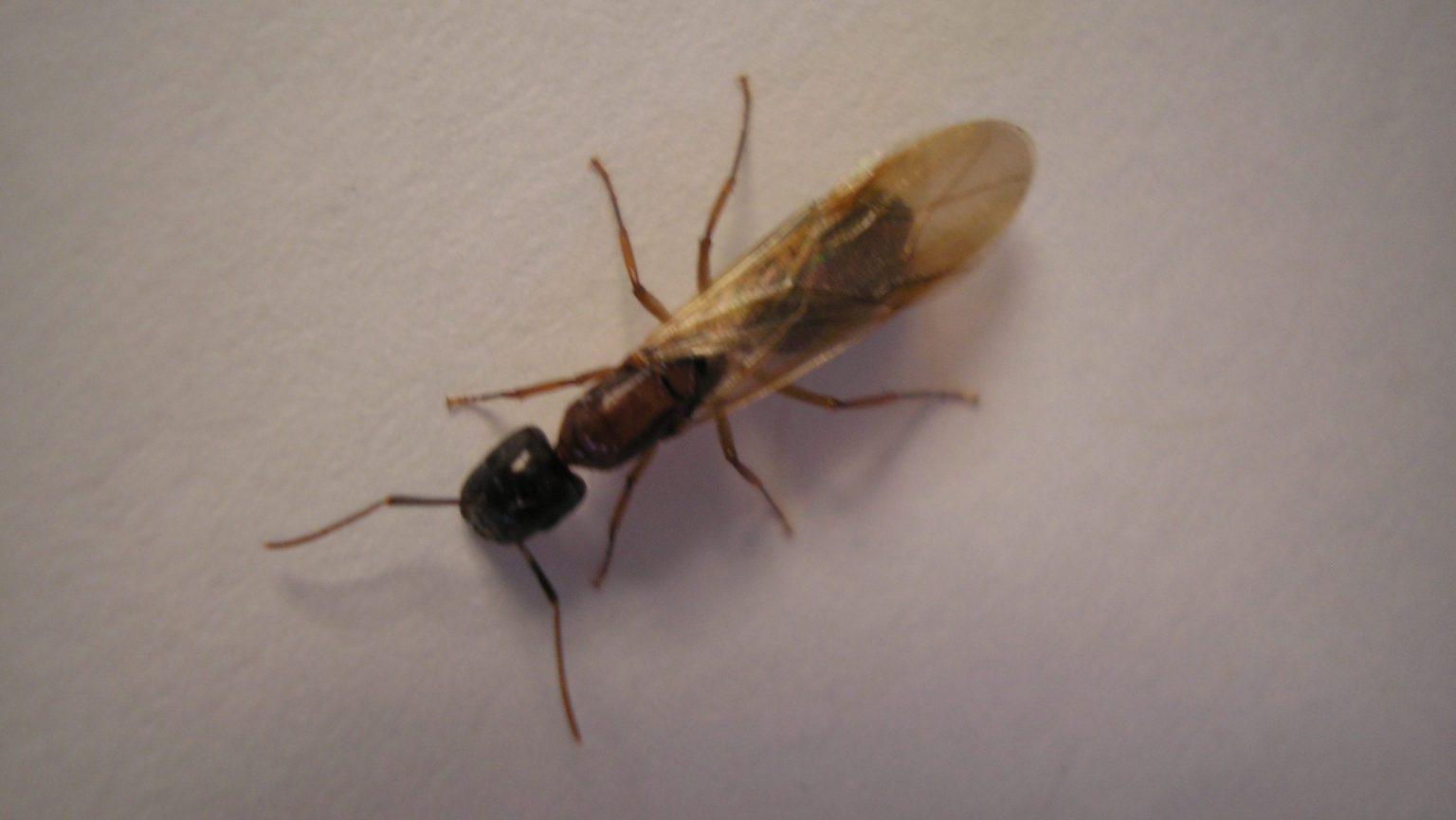 Why Do Flying Ants Appear? Behavior, Causes & Prevention Tips