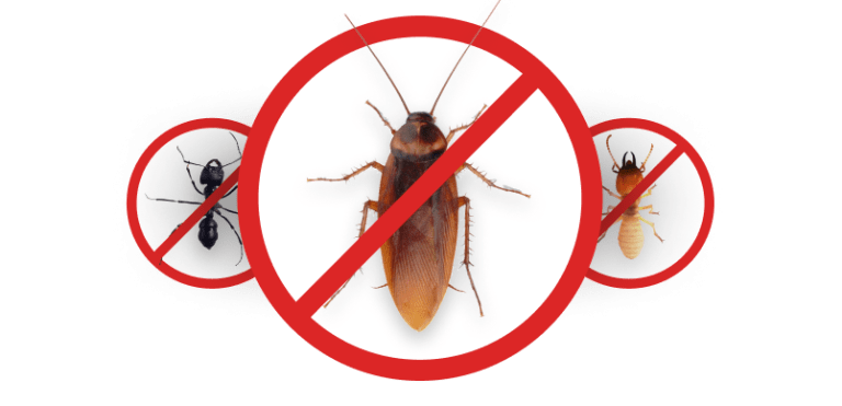 Mites: Types, Infestation, Identification & Prevention Tips