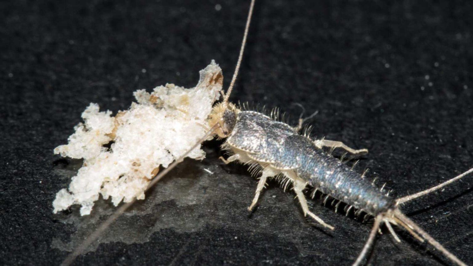 What Do Silverfish Eat? Identification, Prevention, and Control Tips