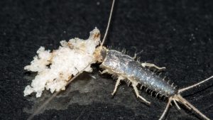 What Do Silverfish Eat? Identification, Prevention, and Control Tips
