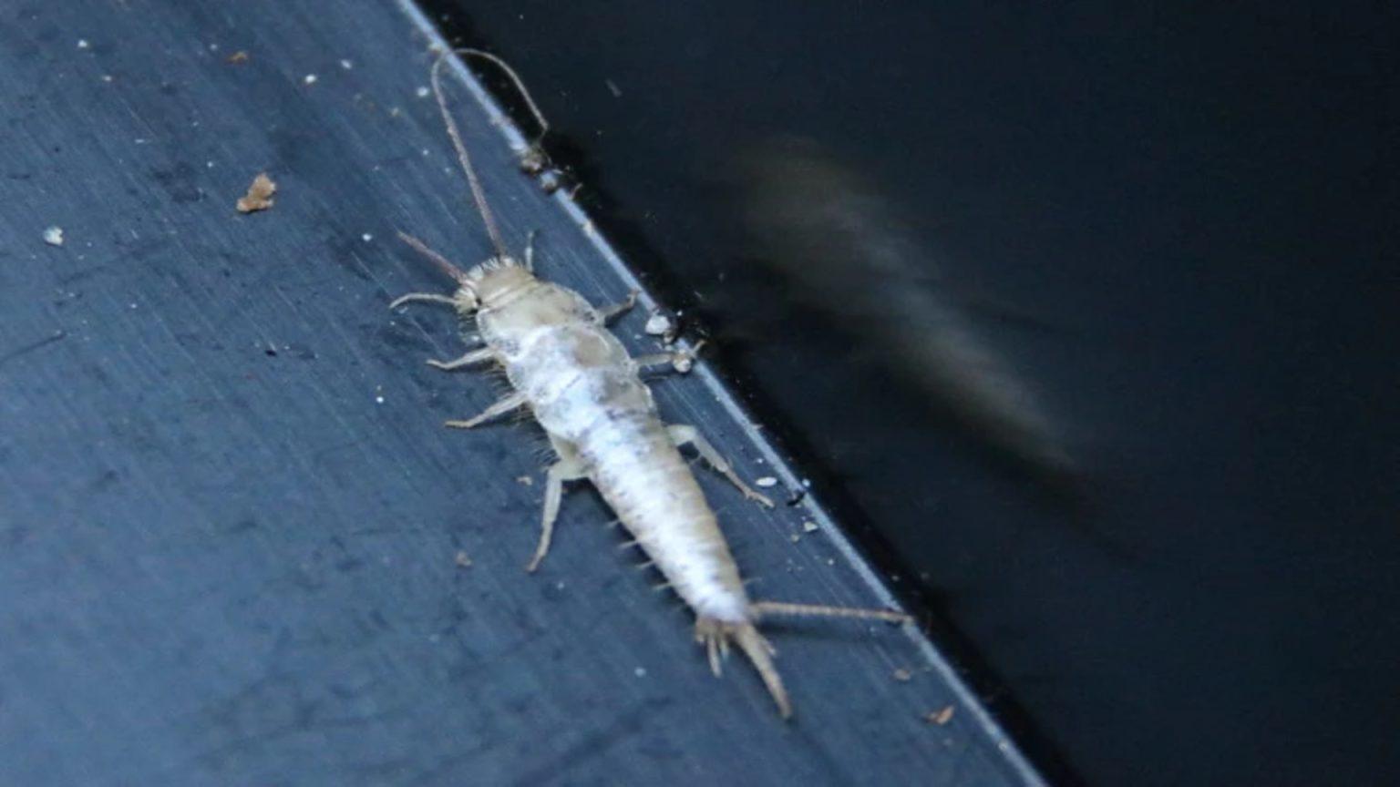 What Do Silverfish Eat? Identification, Prevention, and Control Tips
