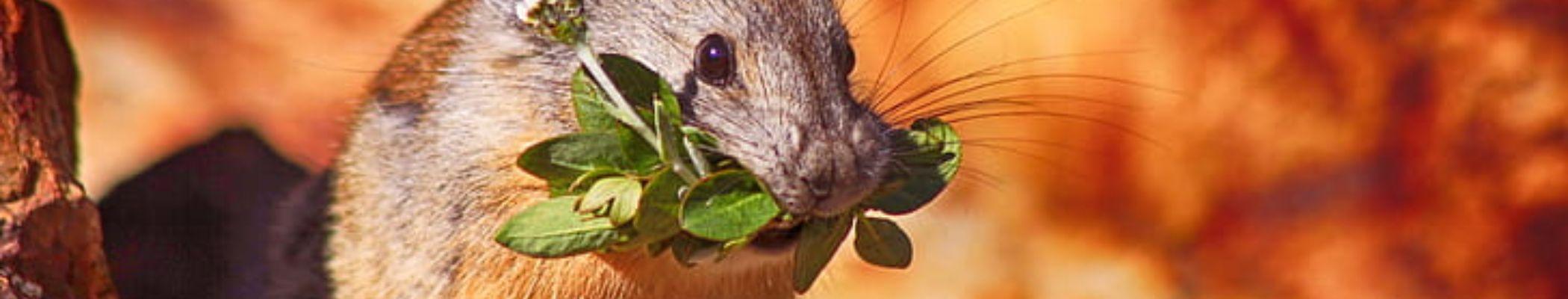 What Is a Rodent? Understanding the Basics - Affordable Pest Control ...