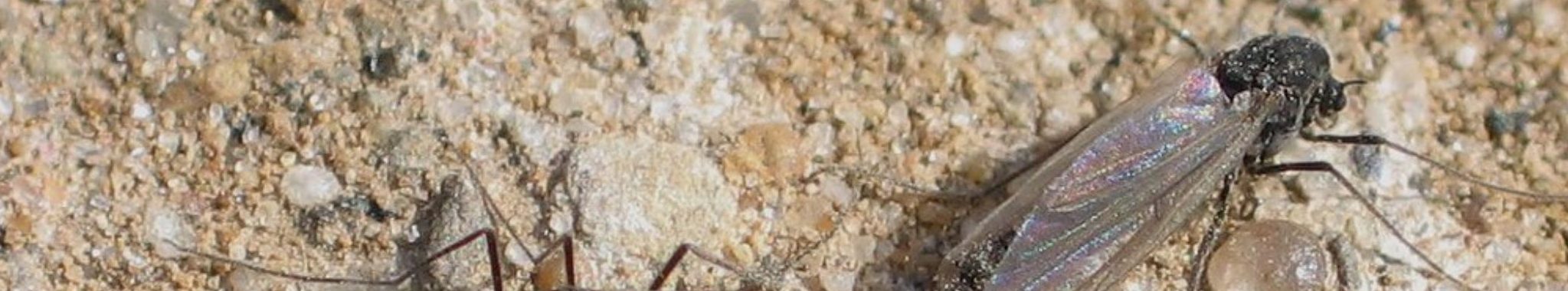 How Long Do Gnats Live | Gnat Lifecycle | Pests Exterminators