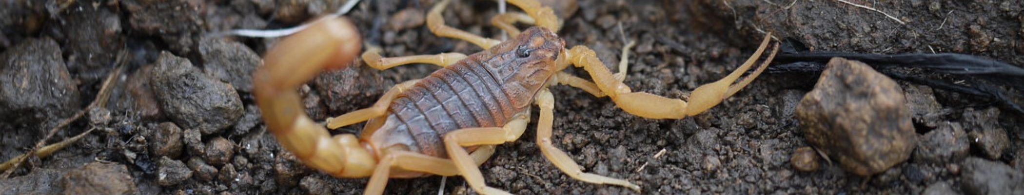 Scorpion Stings: Symptoms, Treatment, and Prevention