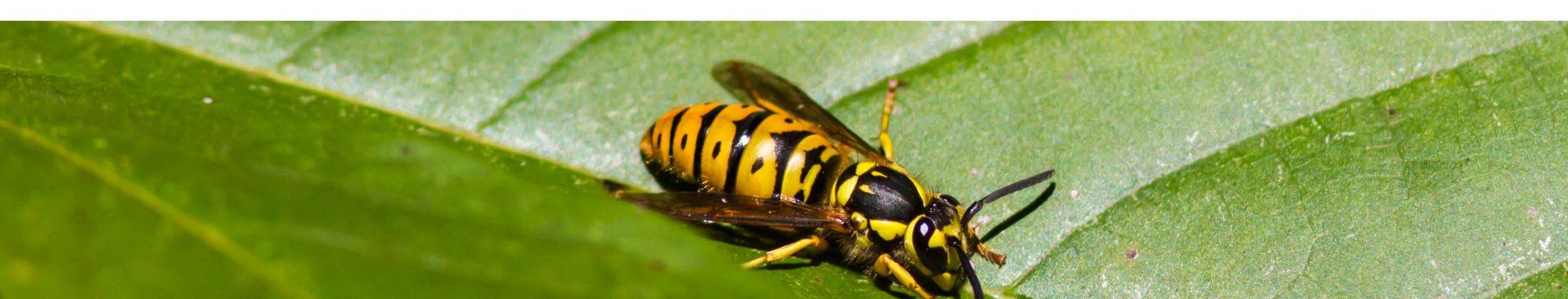 Yellowjackets Control: Identification, Types, Infestation & Prevention