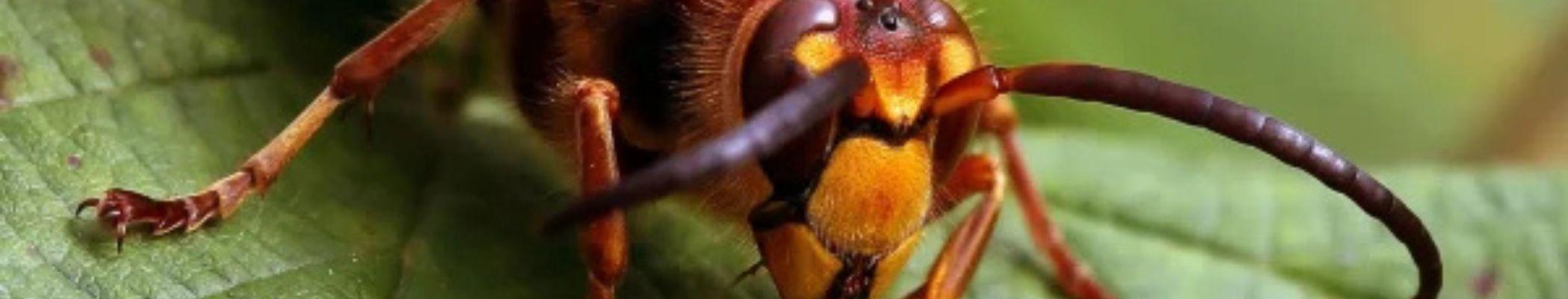 What Does a Hornet Look Like? Identification and Characteristics ...