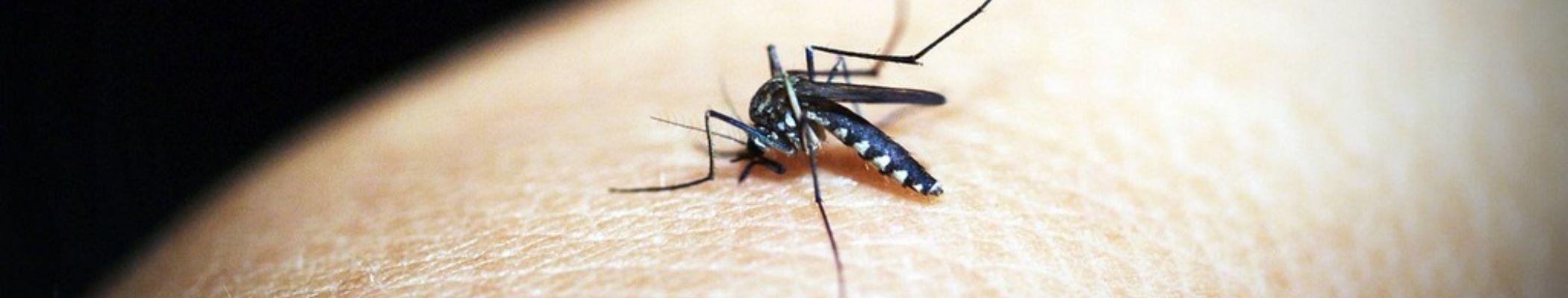 What Eats Mosquitoes? | Mosquito Predators