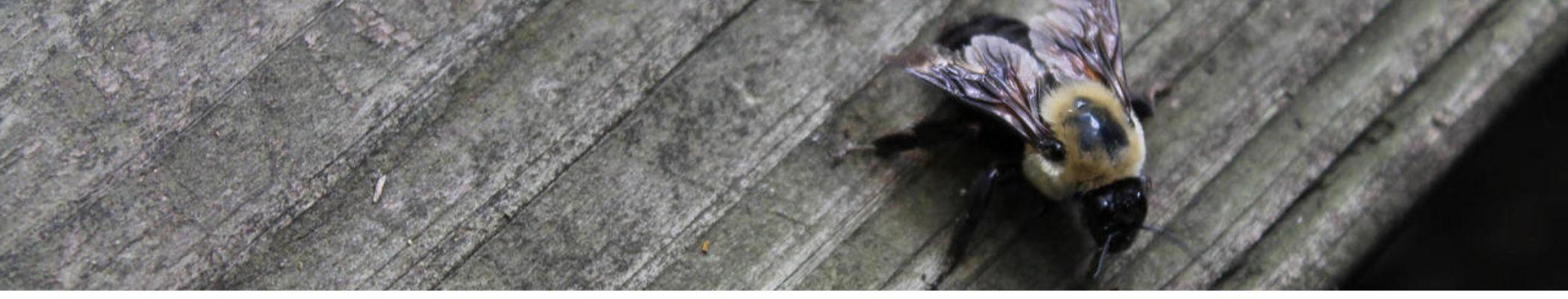Carpenter Bee Information: Types, Infestation & Prevention