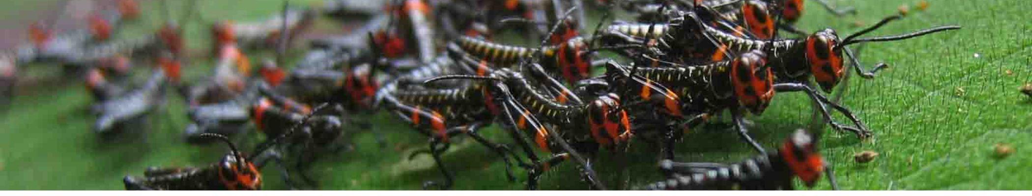 Crickets Information: Types, Infestation & Prevention Tips