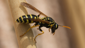 What Does a Wasp Look Like? Identification and Facts