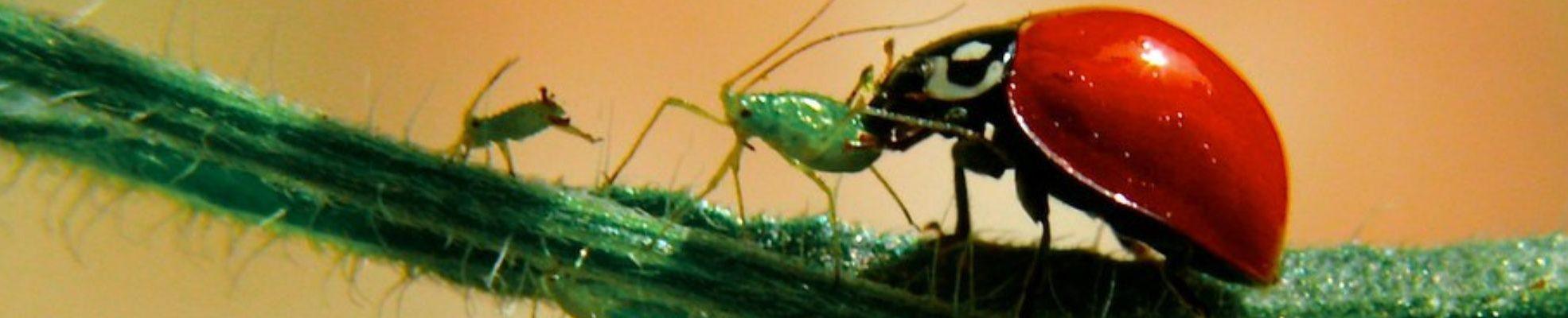 Do Ladybugs Bite? Causes, Symptoms, and Prevention