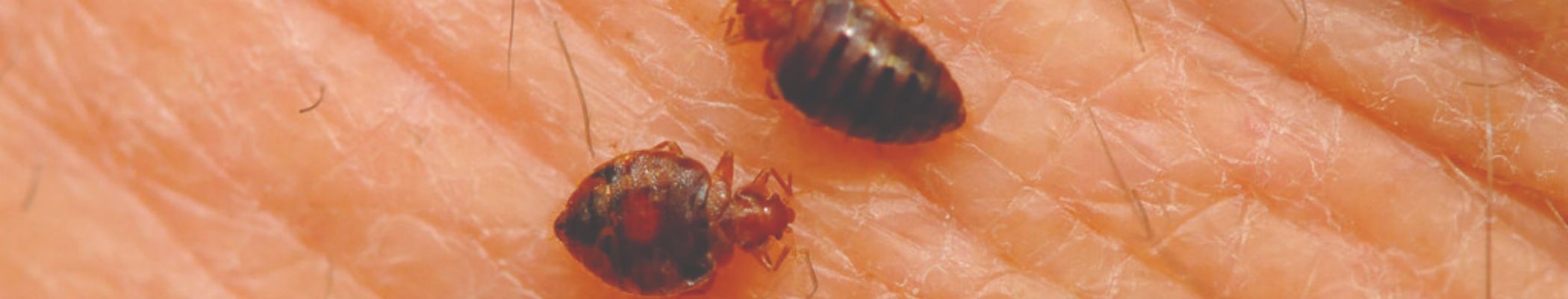 Why Do Bed Bugs Bite Some People and Not Others? Explained