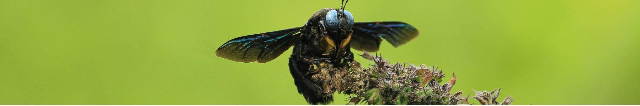 Carpenter Bees' Favorite Food - Affordable Pest Control Services | Best ...