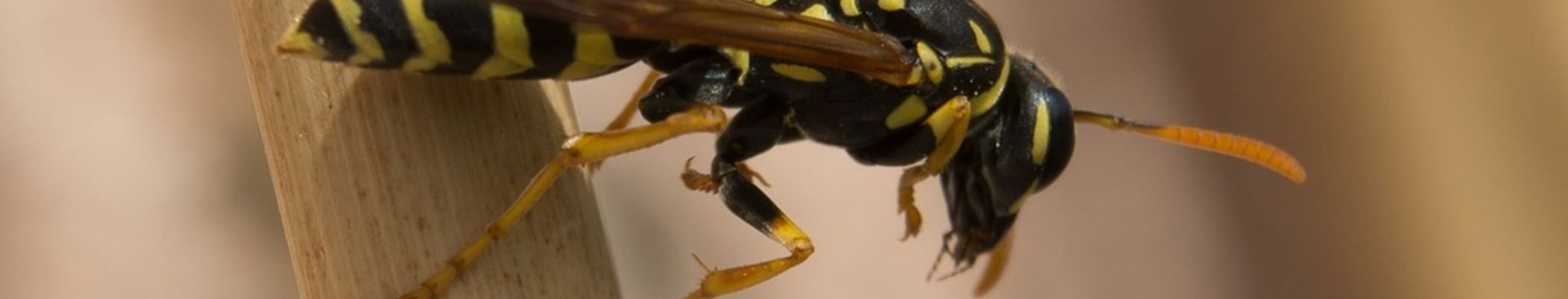 How to Treat a Wasp Sting: Effective Remedies and Tips