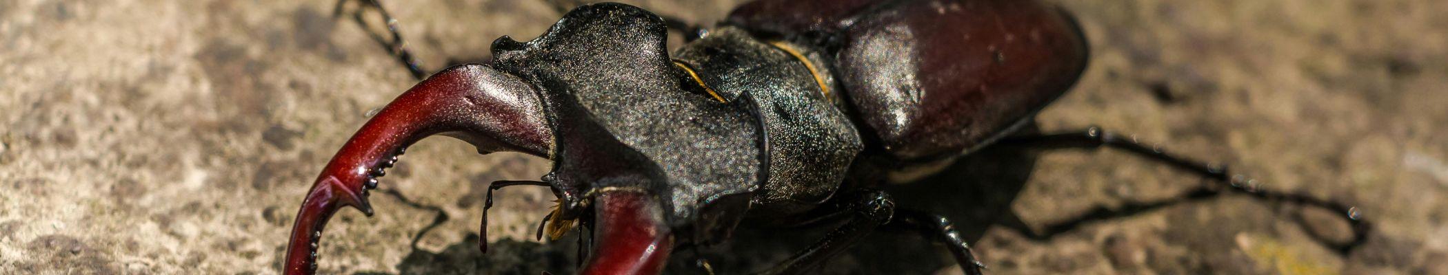 Beetle Identification Guide: Types, Prevention, and Control Tips