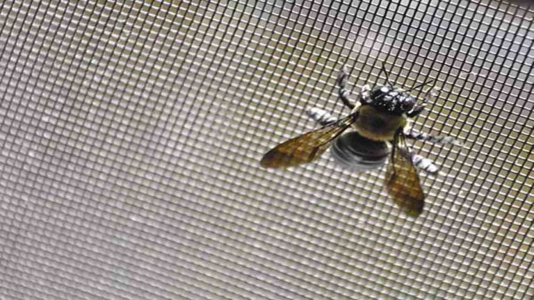How Long Do Flies Live? Fly Lifespan