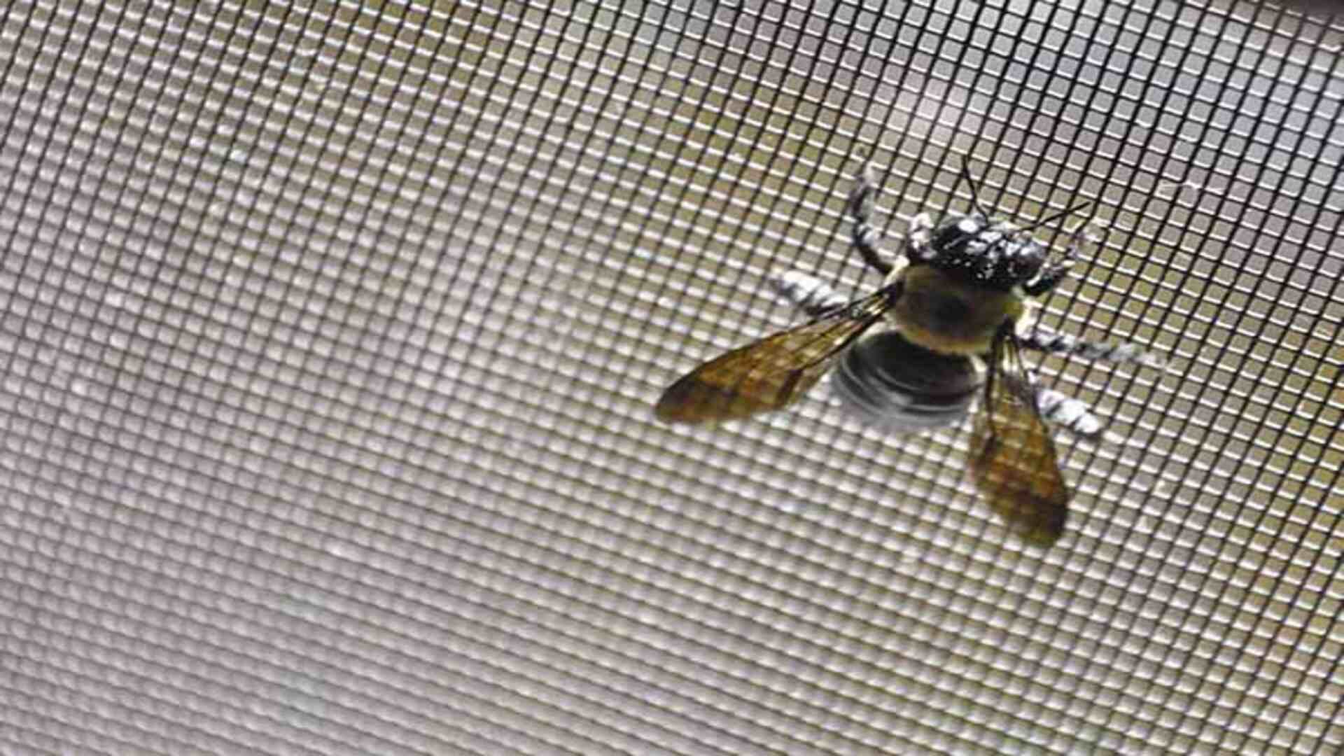 How Long Do Flies Live? Fly Lifespan