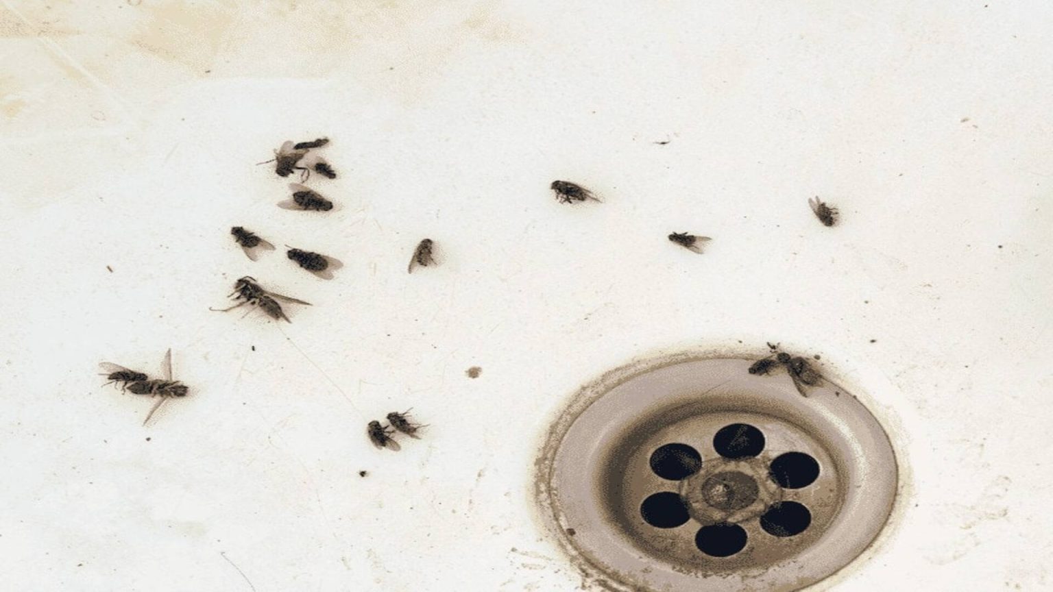 What Are the Signs of a Fly Infestation? | Pests Exterminators