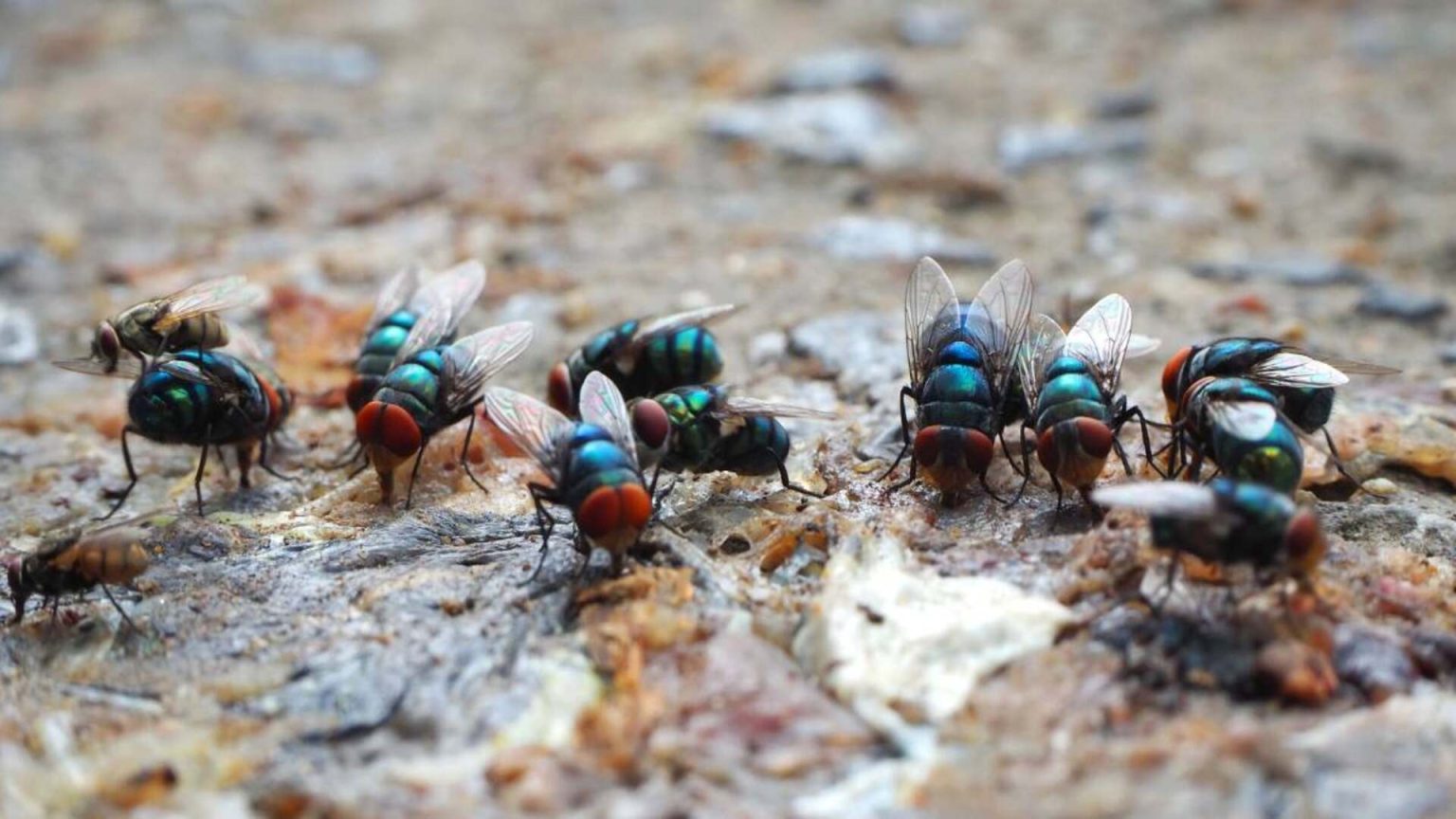 Fly Life Cycle and Reproduction: Prevention & Control Tips