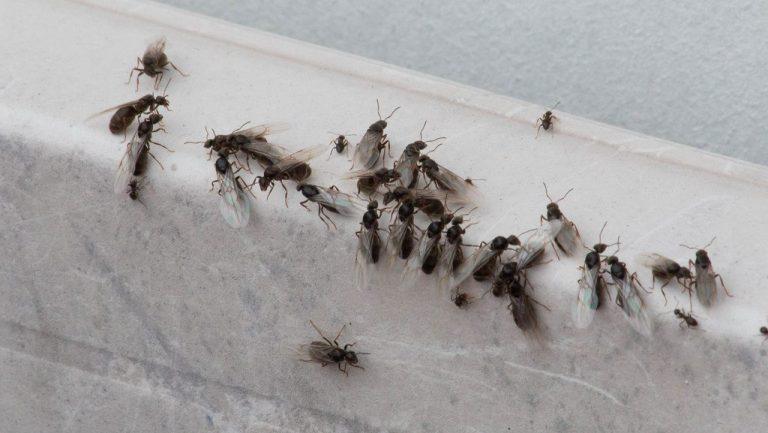 Why Do Flying Ants Appear? Behavior, Causes & Prevention Tips