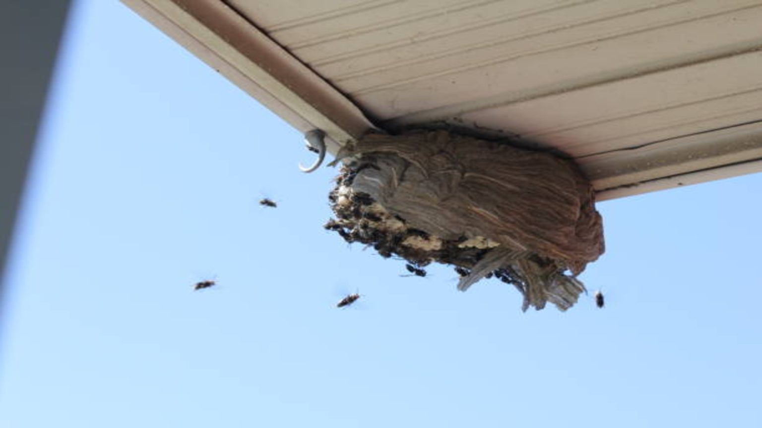 What Attracts Hornets to Your Home & How to Keep Them Away