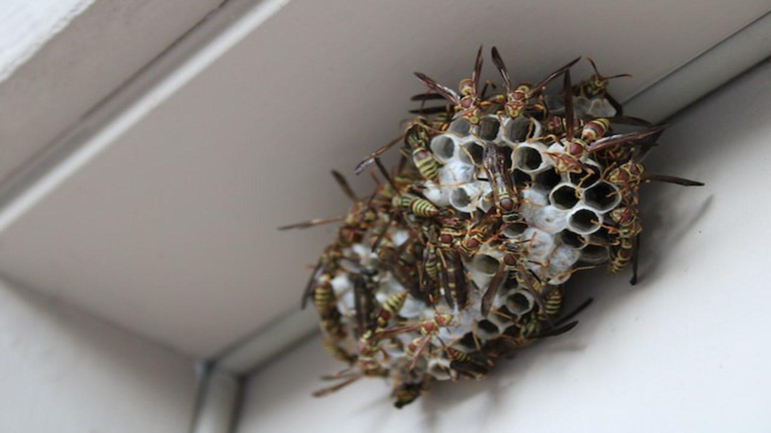Where Do Hornets Nest? | Identify Hornet Nests Around Your Home