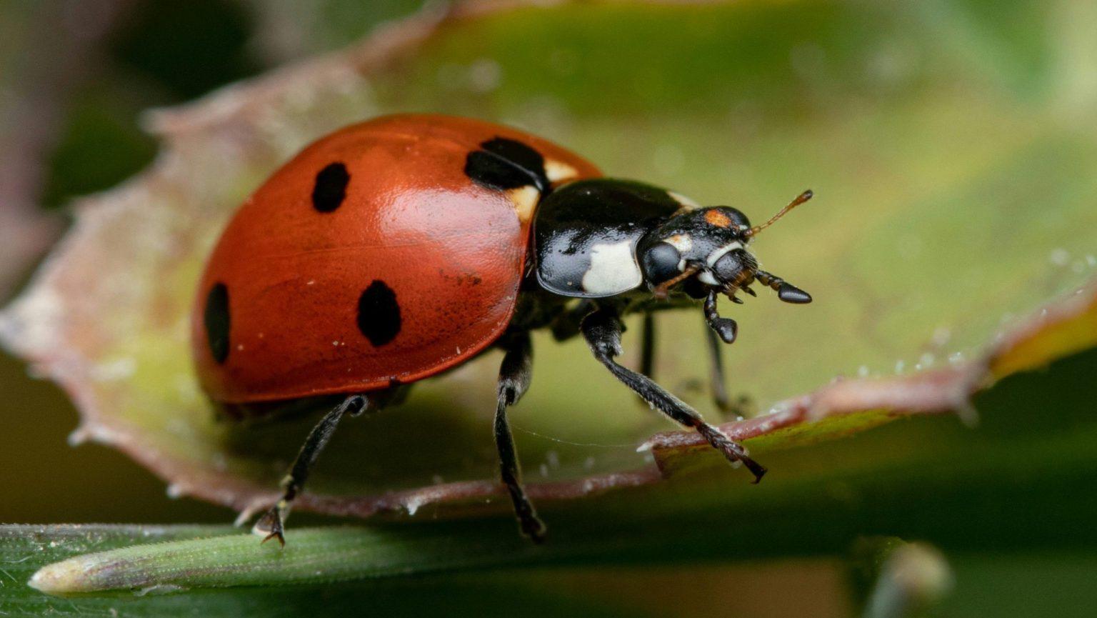 Do Ladybugs Bite? Causes, Symptoms, and Prevention
