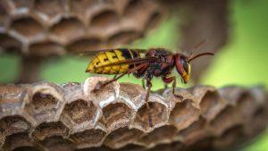 What Do Yellow Jackets Eat? Feeding Habits & Prevention