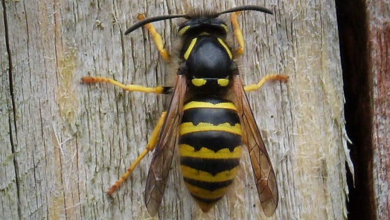 What Does a Wasp Look Like? Identification and Facts