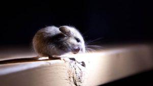 How Long Do Rats Live? Pet, Wild, and Common Rat Species