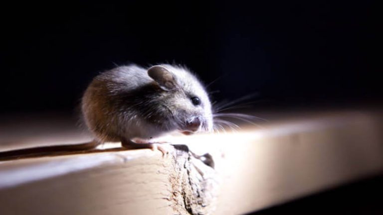 How Long Do Rats Live? Pet, Wild, and Common Rat Species