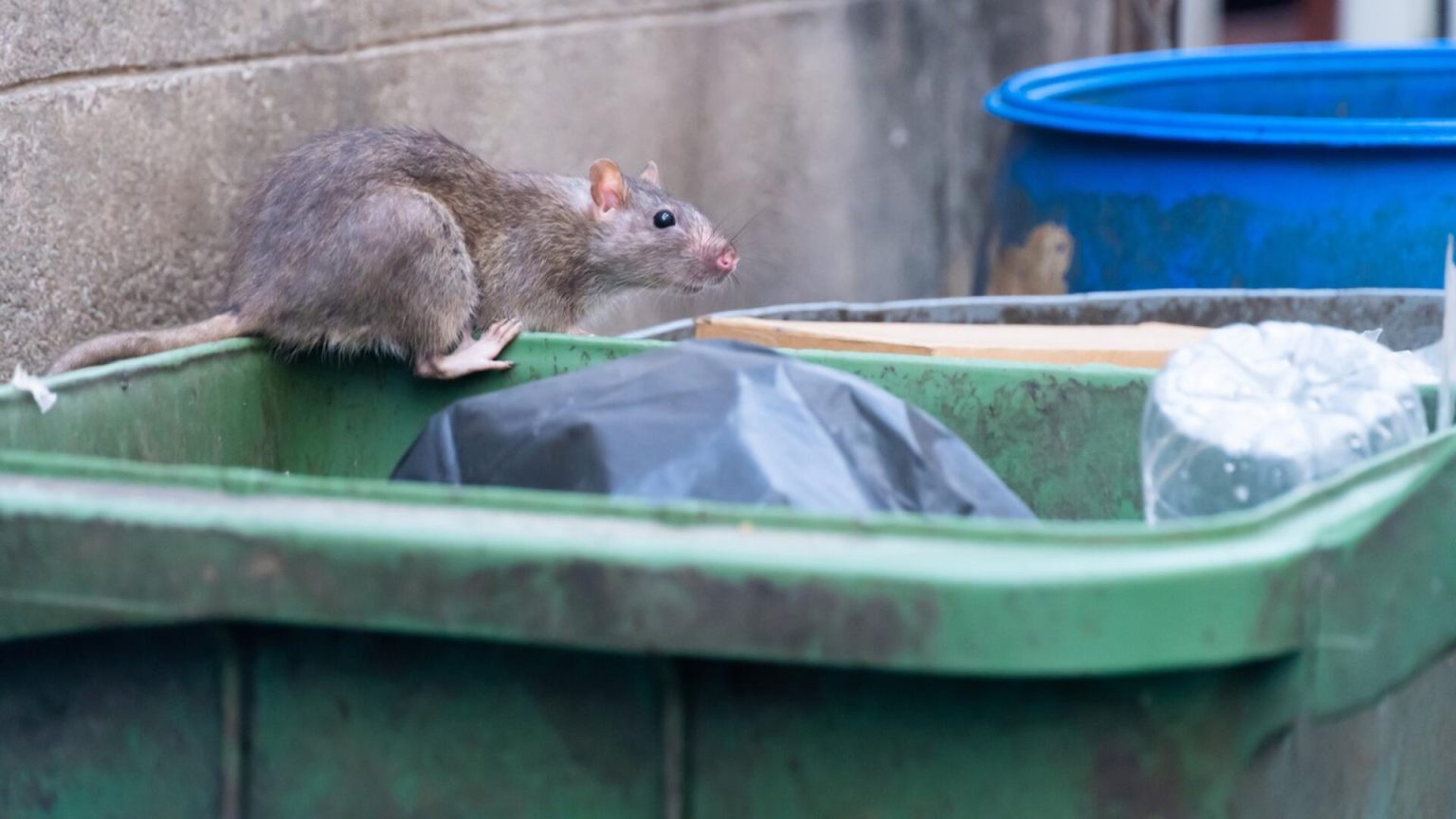 What Do Rats Eat? | Dietary Habits of Rats You Need to Know